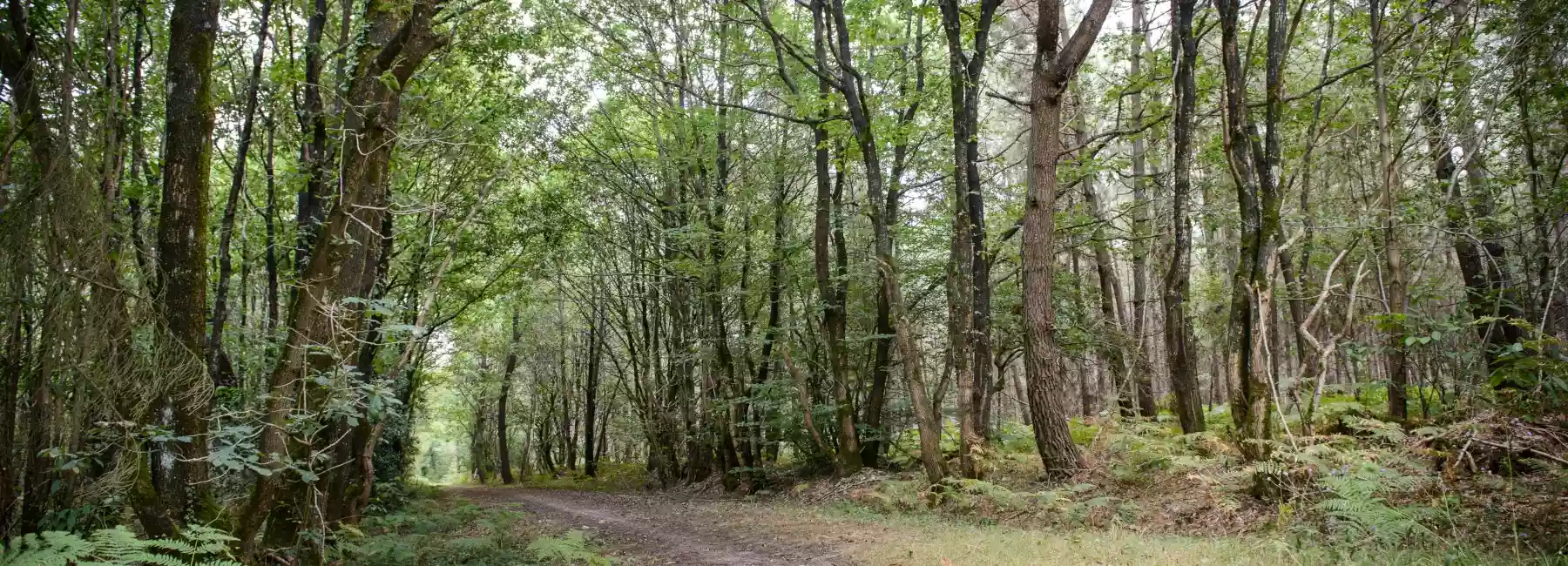 Forêt de Leppo - Nature (49)